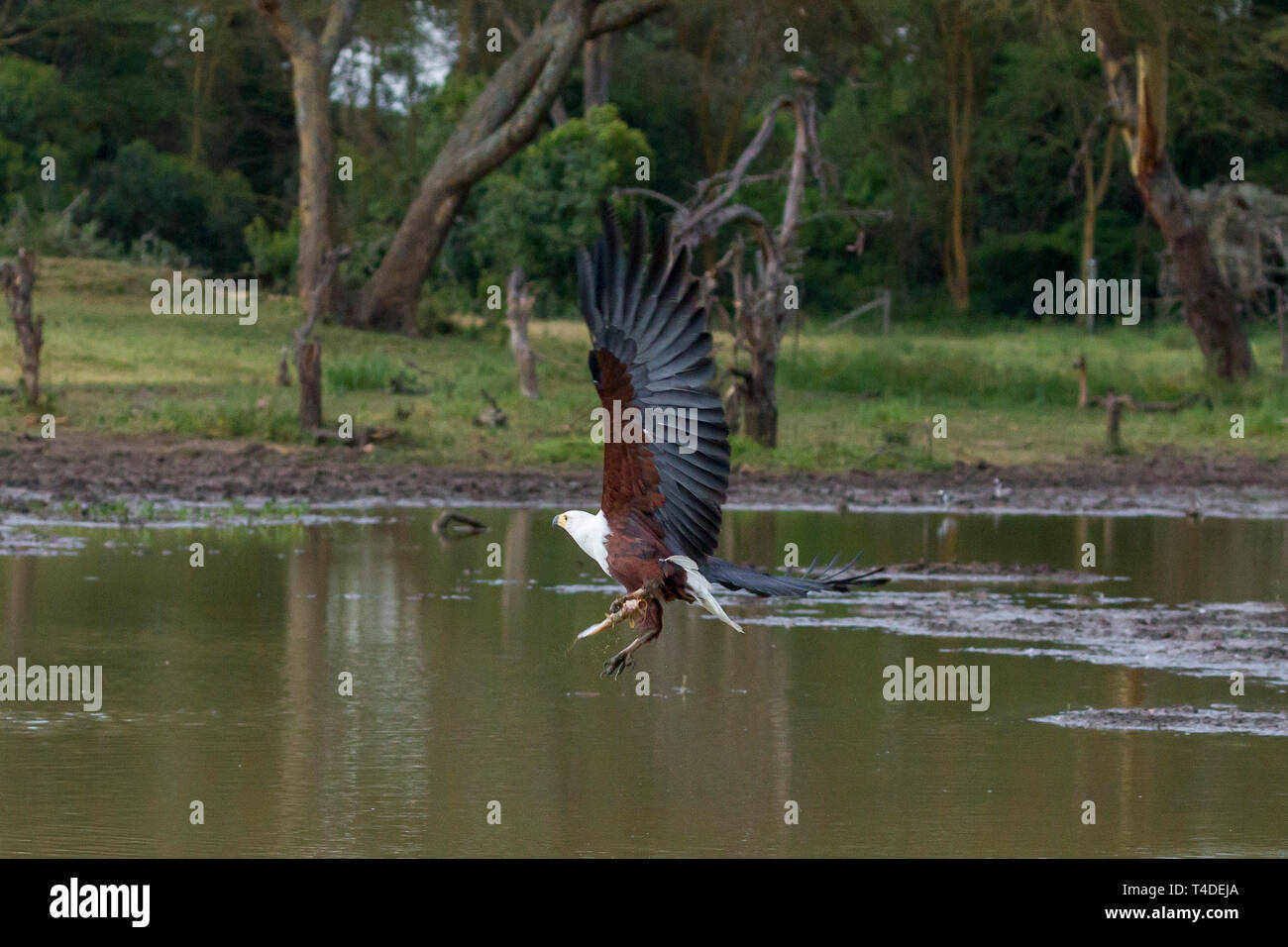 An african fish eagle flying over a small waterhole and catching a ...