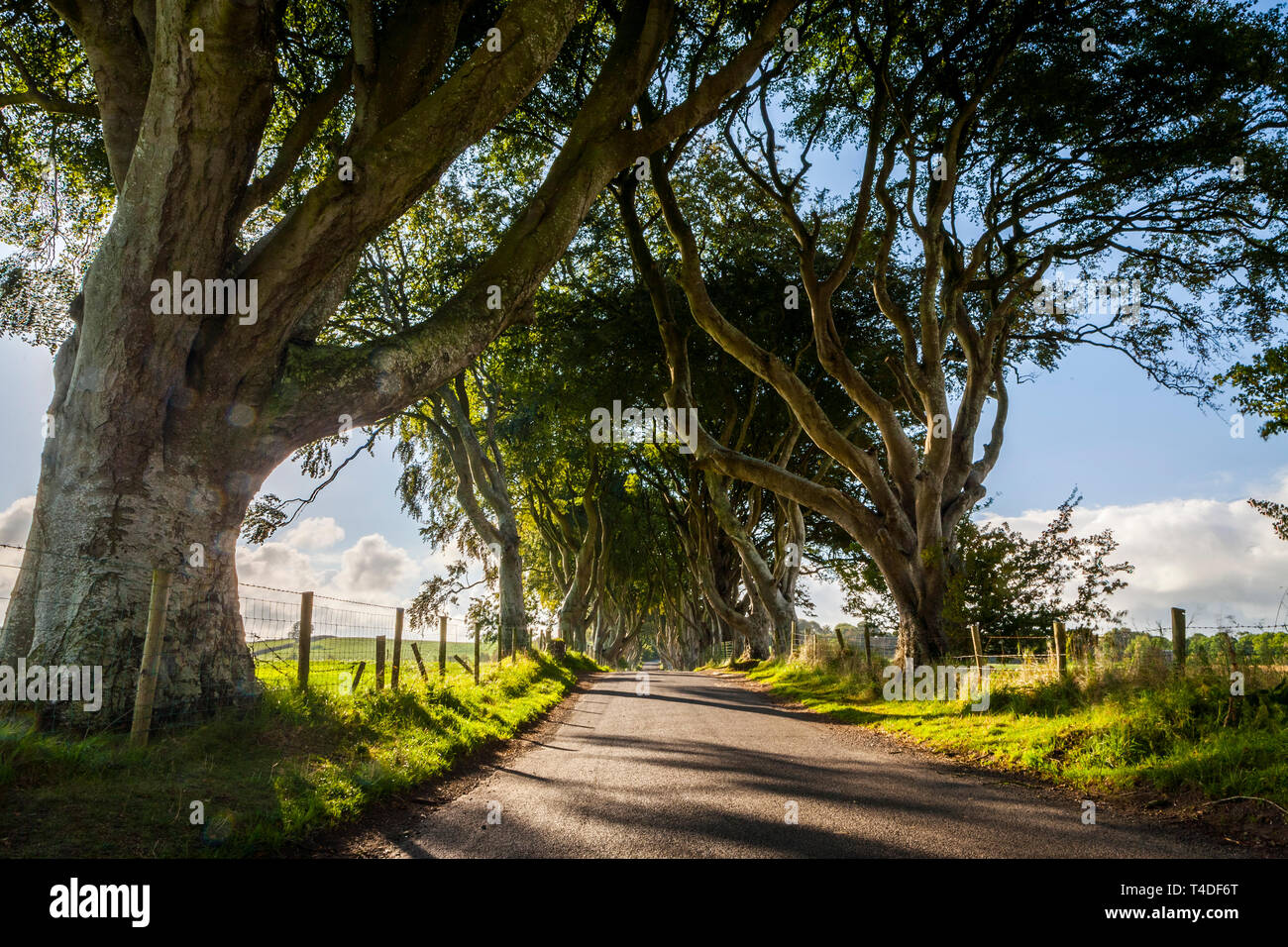 The Dark Hedges, also known as The King's Road in HBO's Game of Thrones ...
