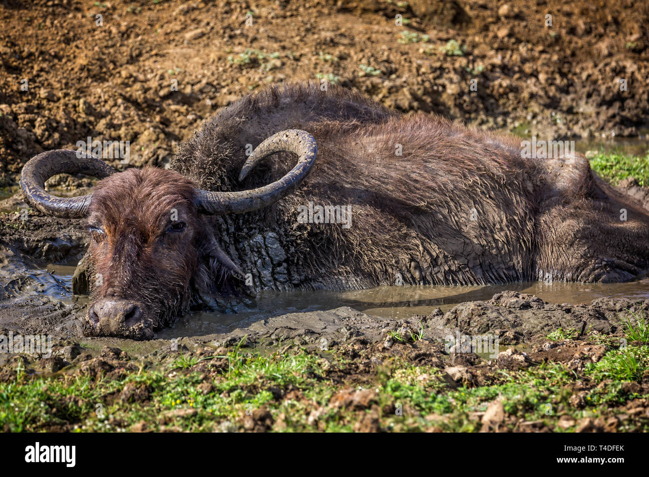 Buffalo wallowing hi-res stock photography and images - Alamy