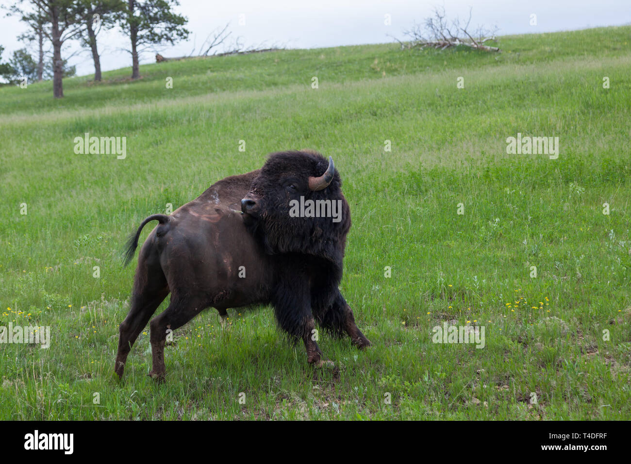 A large male bison bending its head back to scratch an itch looks like ...