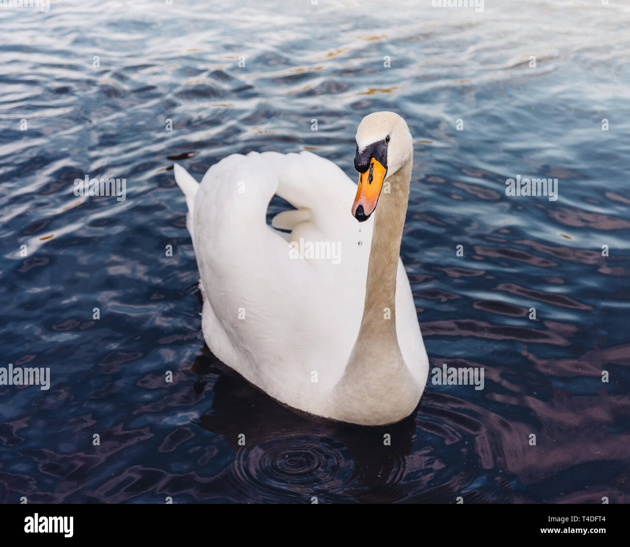 Background swan hi-res stock photography and images - Alamy