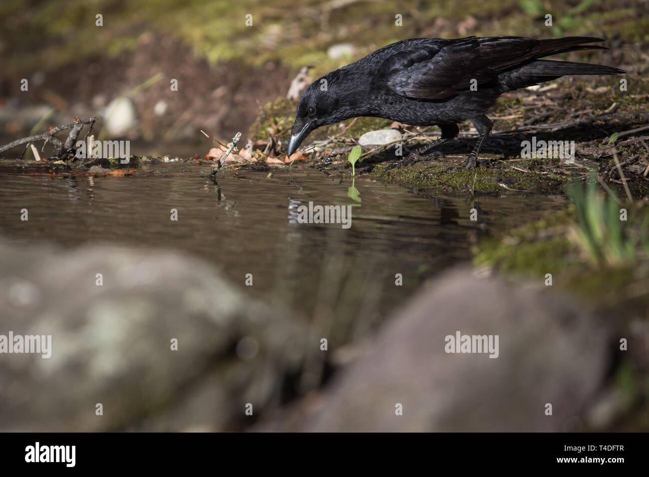 Little raven hi-res stock photography and images - Alamy