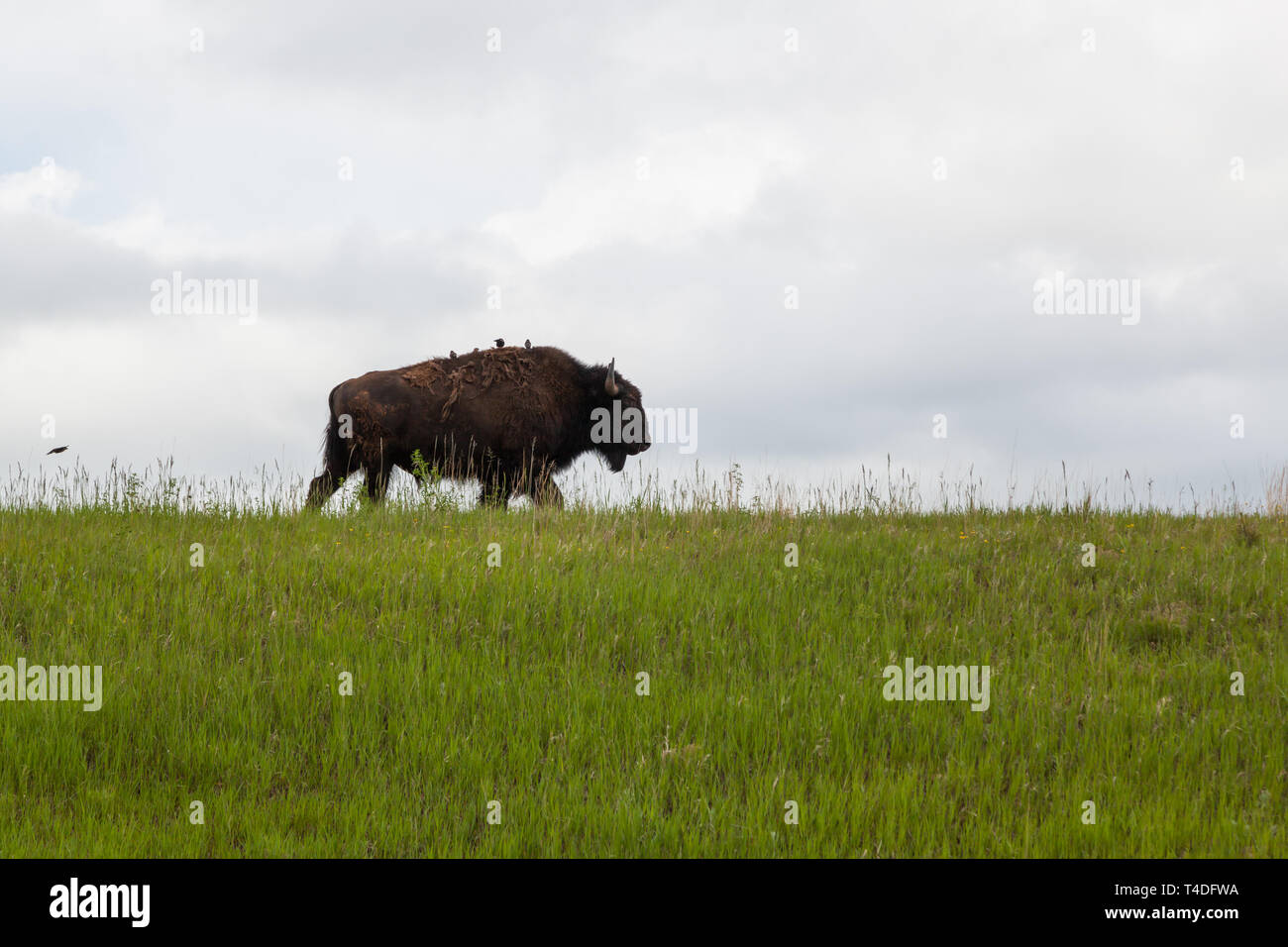 Bison sitting on grass hi-res stock photography and images - Alamy