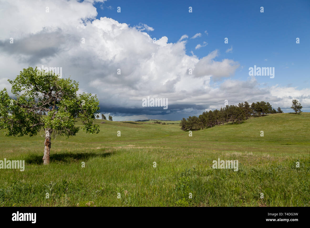 A single tree in the grass prairie of Wind Cave National Park with ...