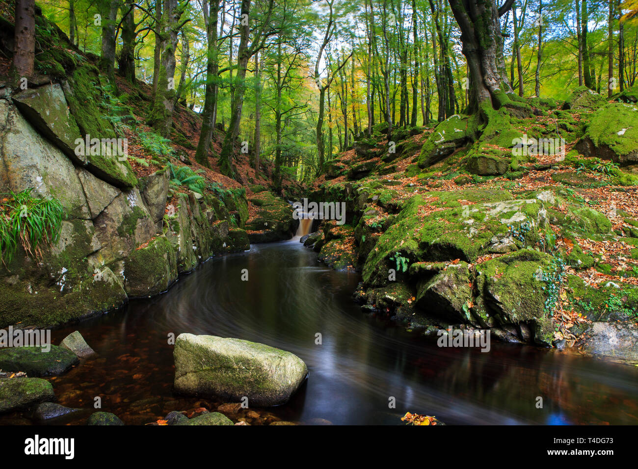 Woodland scene from County Wicklow, Ireland with small river running ...