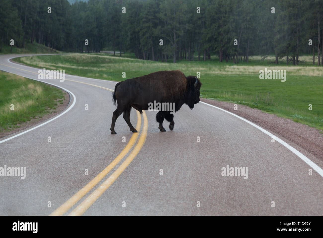 A large male bison walking across a two lane country road in the heavy ...