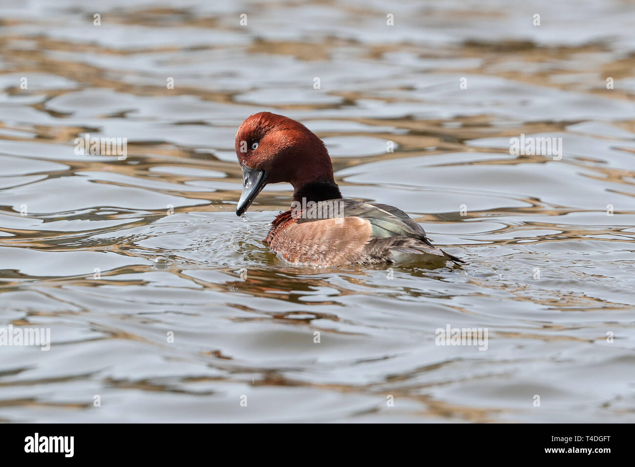 Webbed duck feet hi-res stock photography and images - Alamy