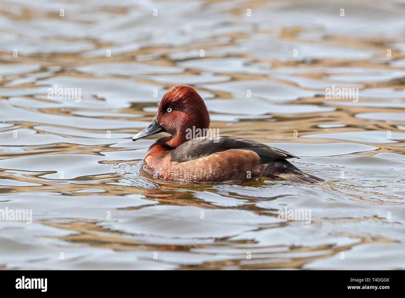 Grey duck like bird hi-res stock photography and images - Alamy