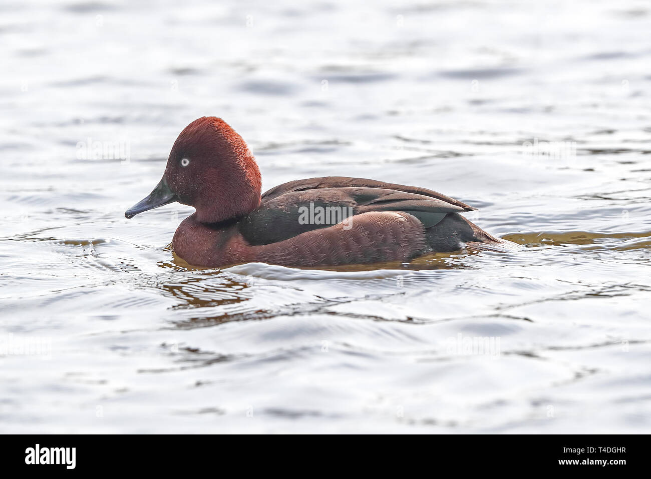 Attenborough nature reserve duck hi-res stock photography and images ...