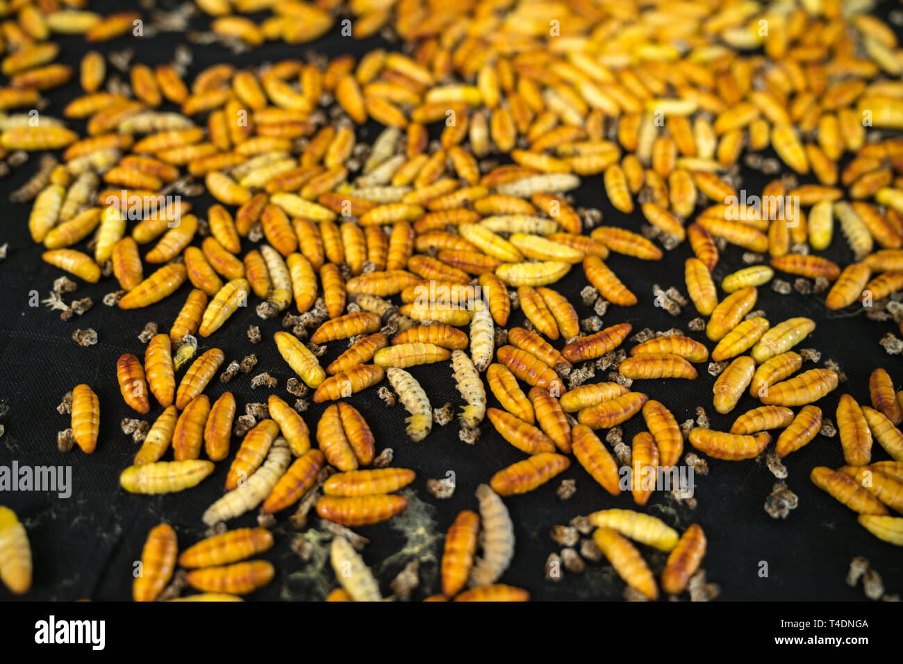 Silkworm Pupa High Resolution Stock Photography and Images - Alamy