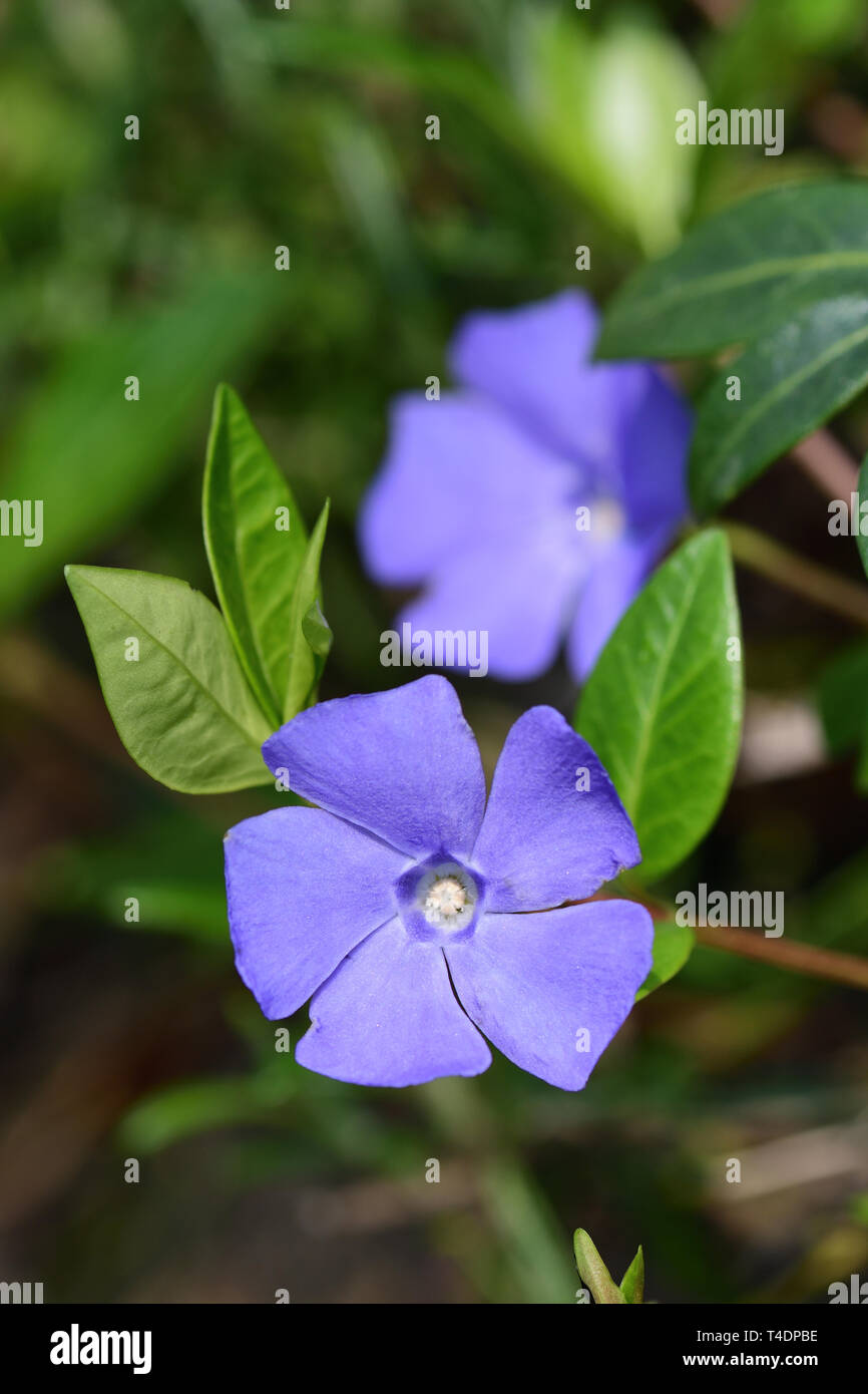 Close up of lesser periwinkle flowers (vinca minor) in bloom Stock Photo - Alamy