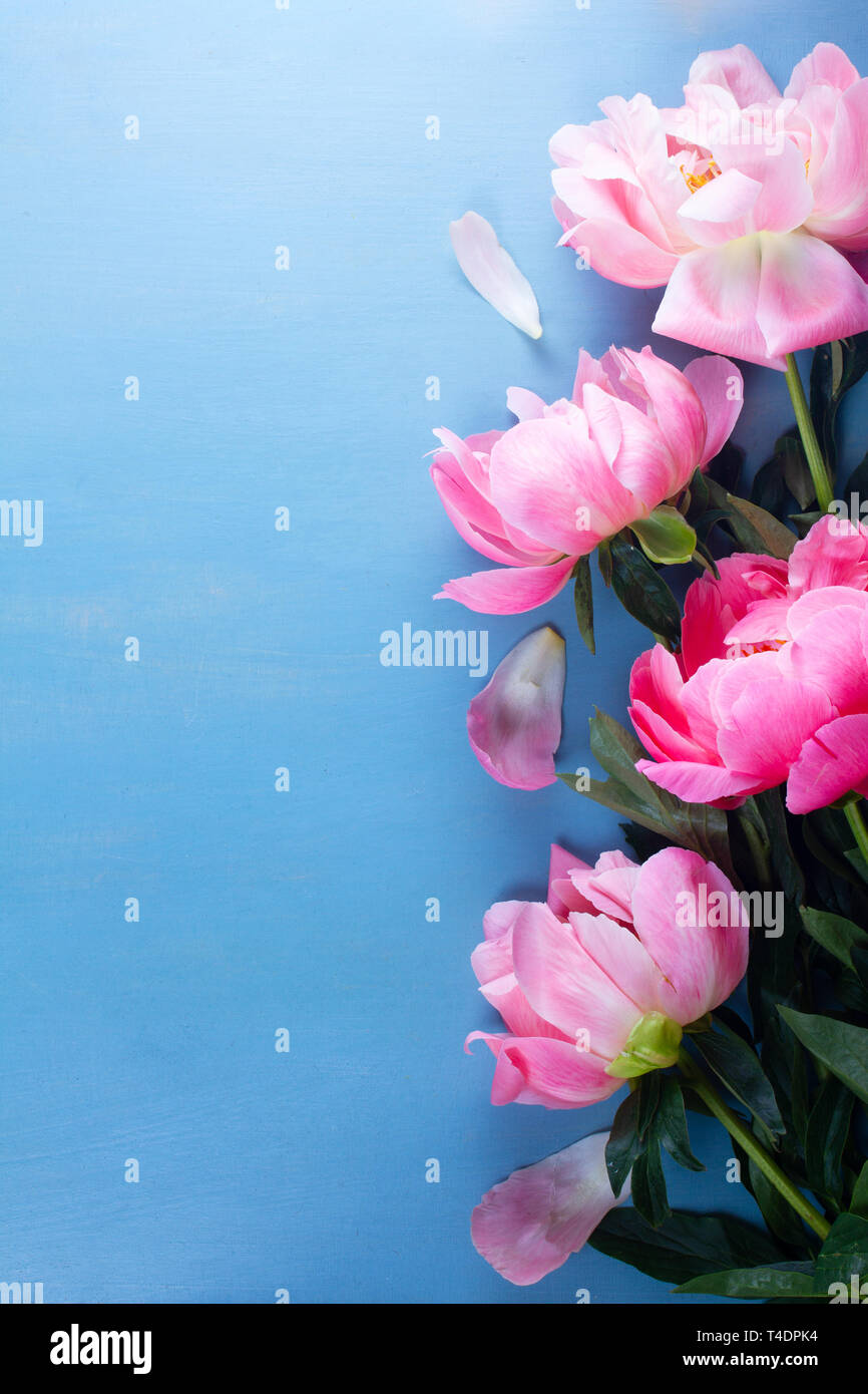 Beautiful light blue peonies hi-res stock photography and images - Alamy