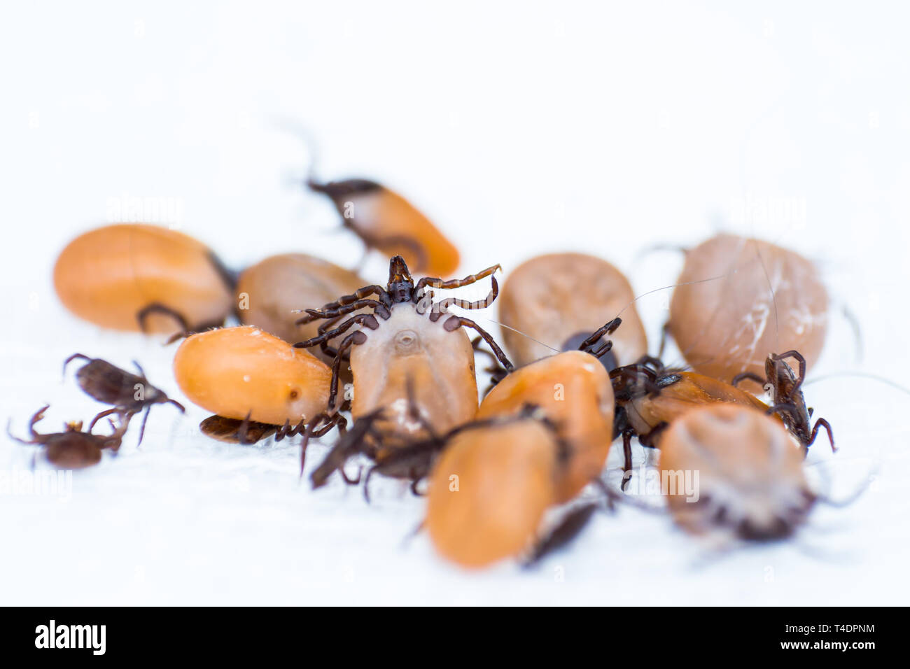 Lyme disease tick sizes hi-res stock photography and images - Alamy