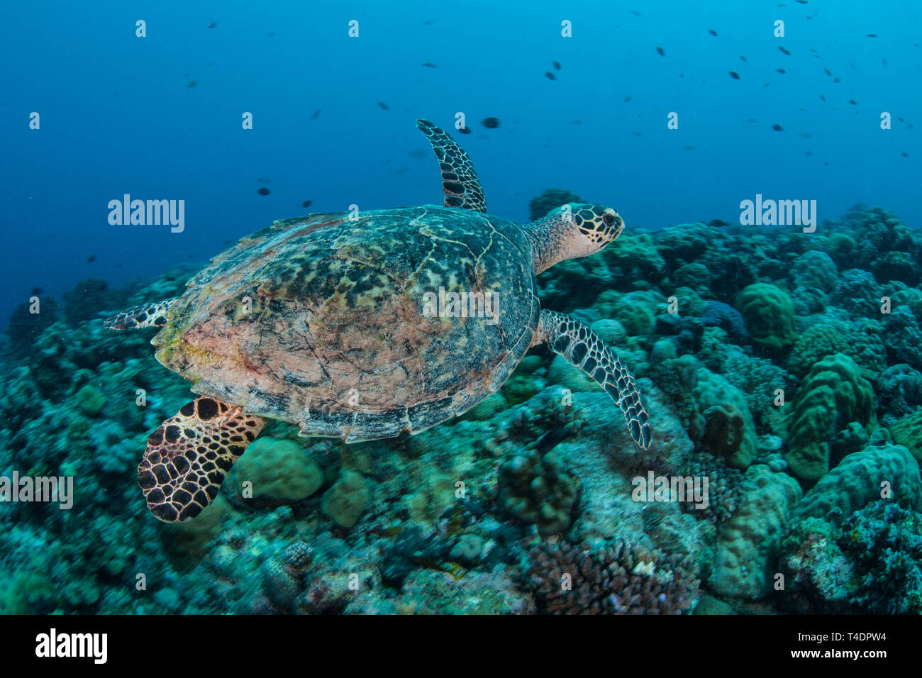 A Hawksbill sea turtle swims in the clear, blue waters of the Republic ...