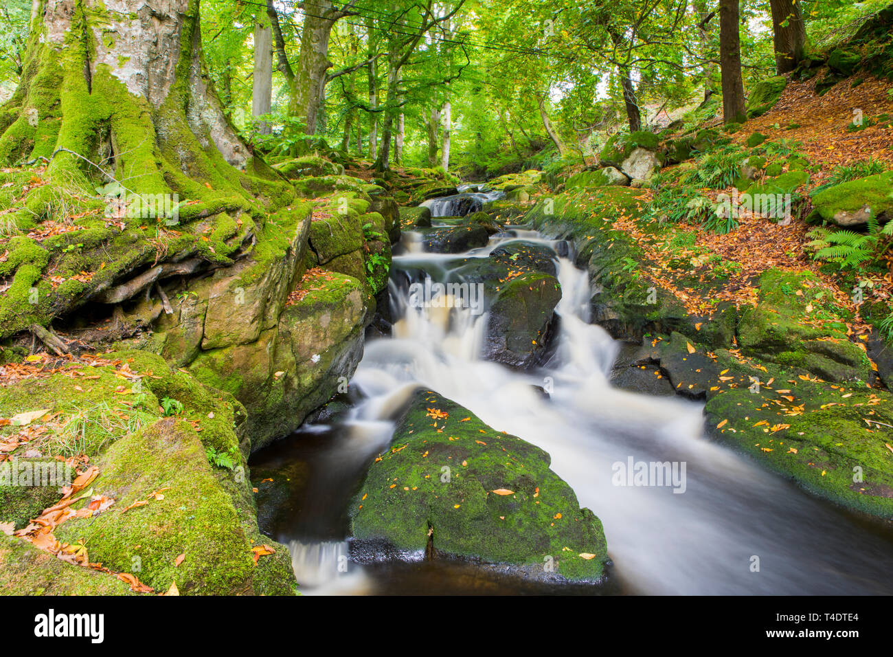 Woodland stream cascades under the green canopy of trees Stock Photo ...