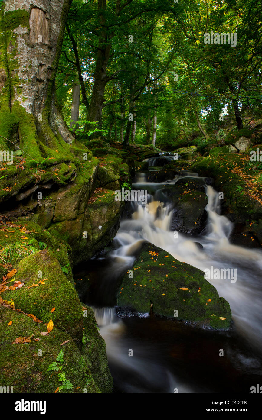 Stream flowing under trees hi-res stock photography and images - Alamy