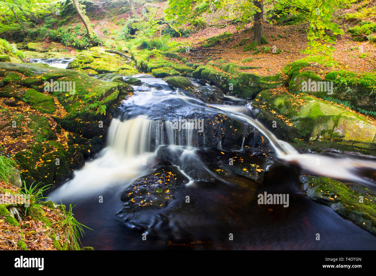 Woodland stream cascades under the green canopy of trees Stock Photo ...