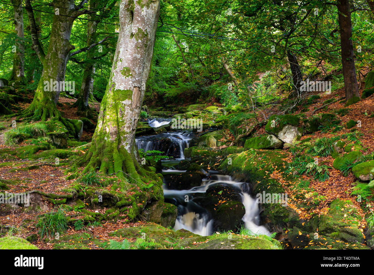 Woodland stream cascades under the green canopy of trees Stock Photo ...
