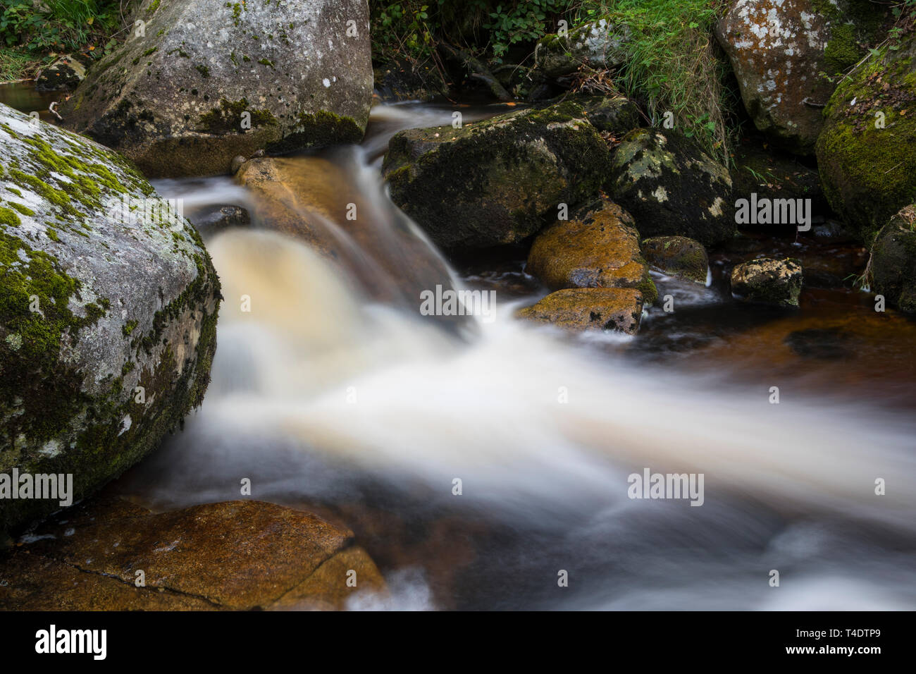 Woodland stream cascades under the green canopy of trees Stock Photo ...