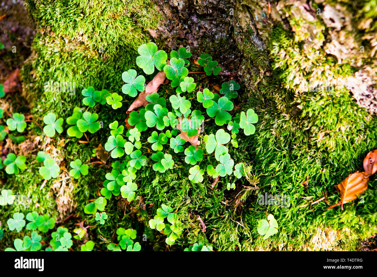 The isle of the shamrock hi-res stock photography and images - Alamy