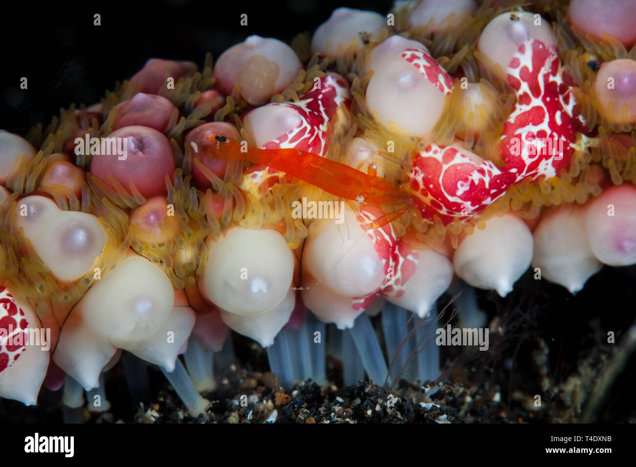 A tiny shrimp lives symbiotically with a starfish in Lembeh Strait ...