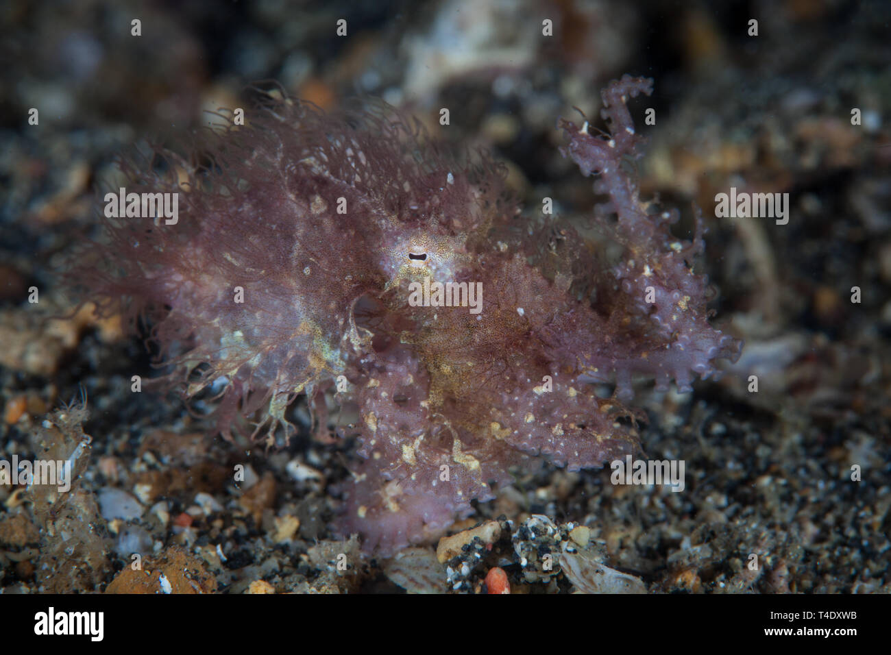 A Hairy octopus, Octopus sp., crawls on a sandy seafloor in Lembeh Strait, Indonesia. This rare ...