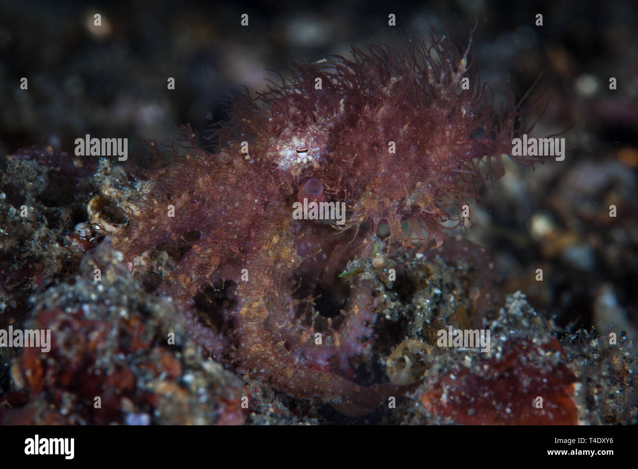 A Hairy octopus, Octopus sp., crawls on a sandy seafloor in Lembeh Strait, Indonesia. This rare ...