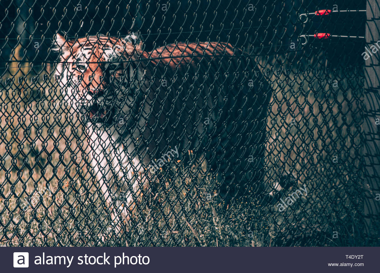 Tiger Inside Cage Stock Photos & Tiger Inside Cage Stock Images - Alamy