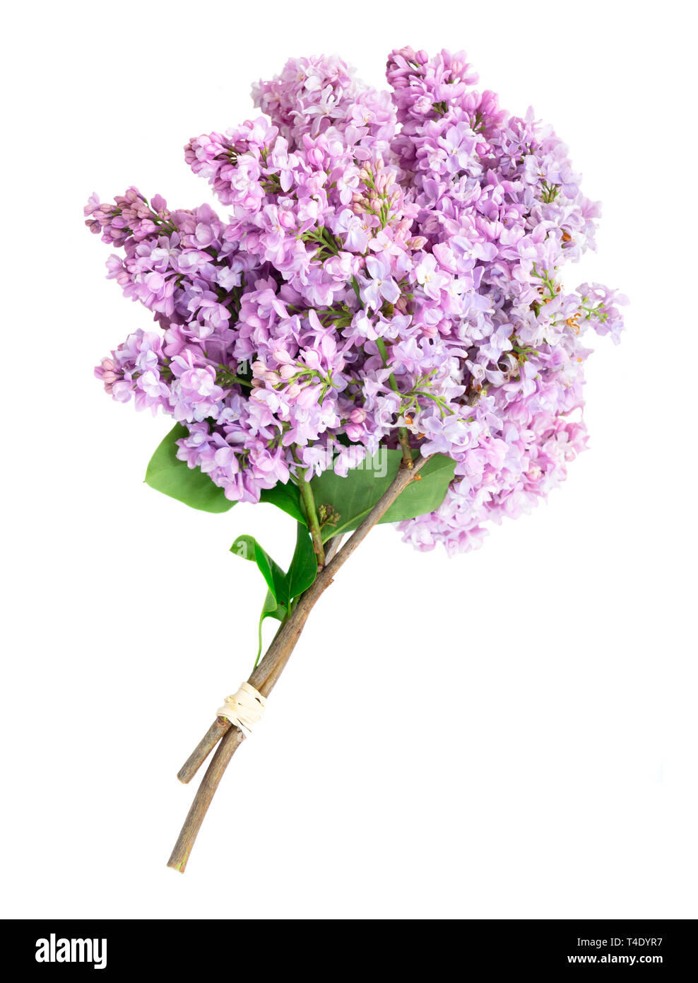 Fresh lilac flowers Stock Photo - Alamy