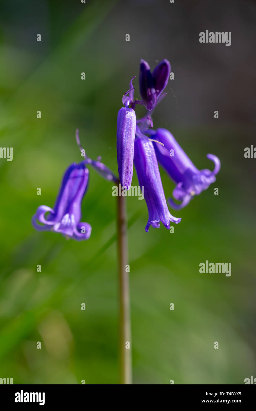 English bluebell flowers on one side of stem hi-res stock photography ...