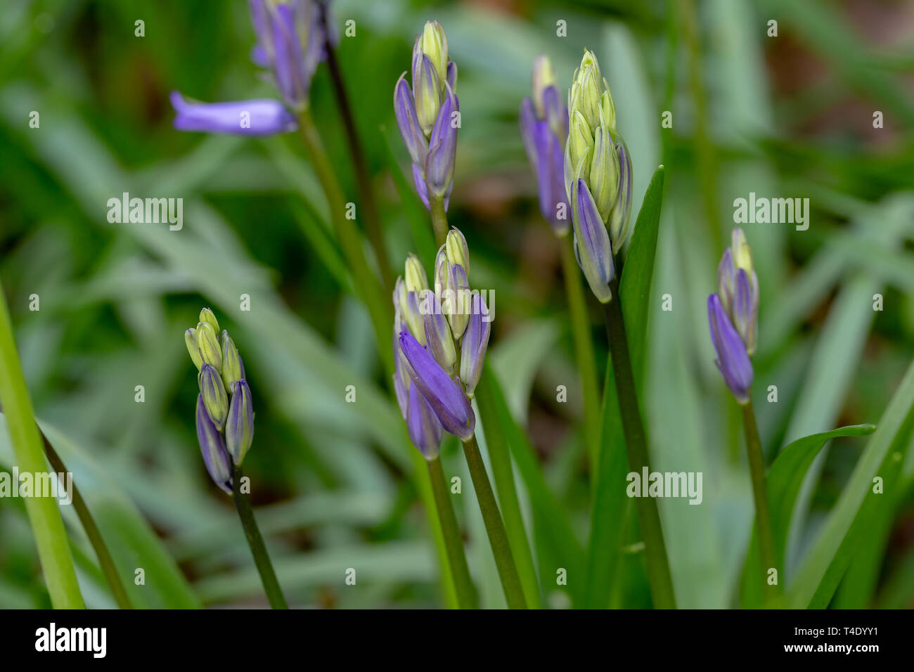 Drooping Buds High Resolution Stock Photography and Images - Alamy