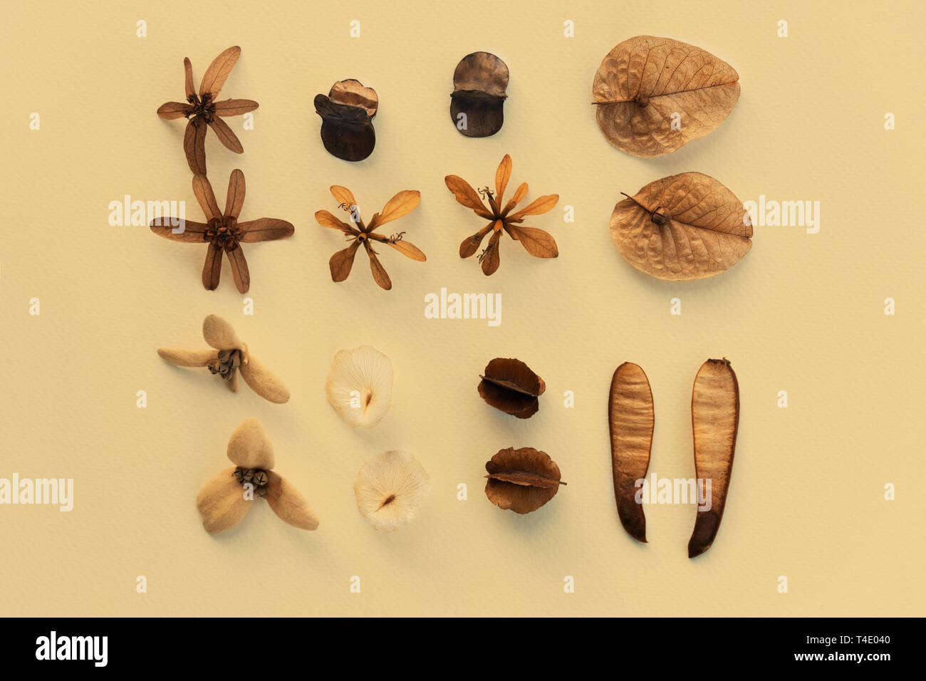 dry seeds beige brown like flower flat lay on paper of forest nature ...