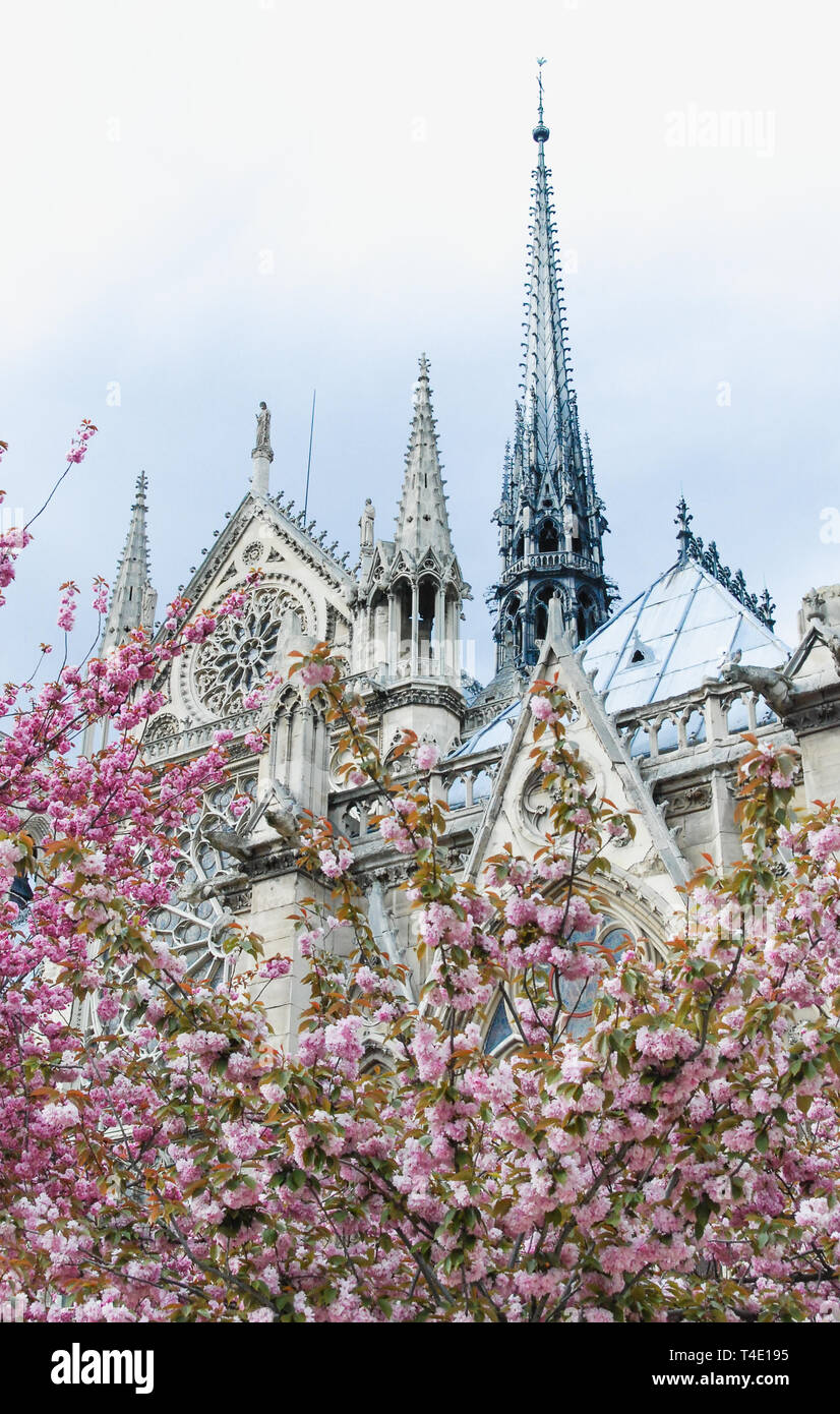 Pink trees paris hi-res stock photography and images - Alamy