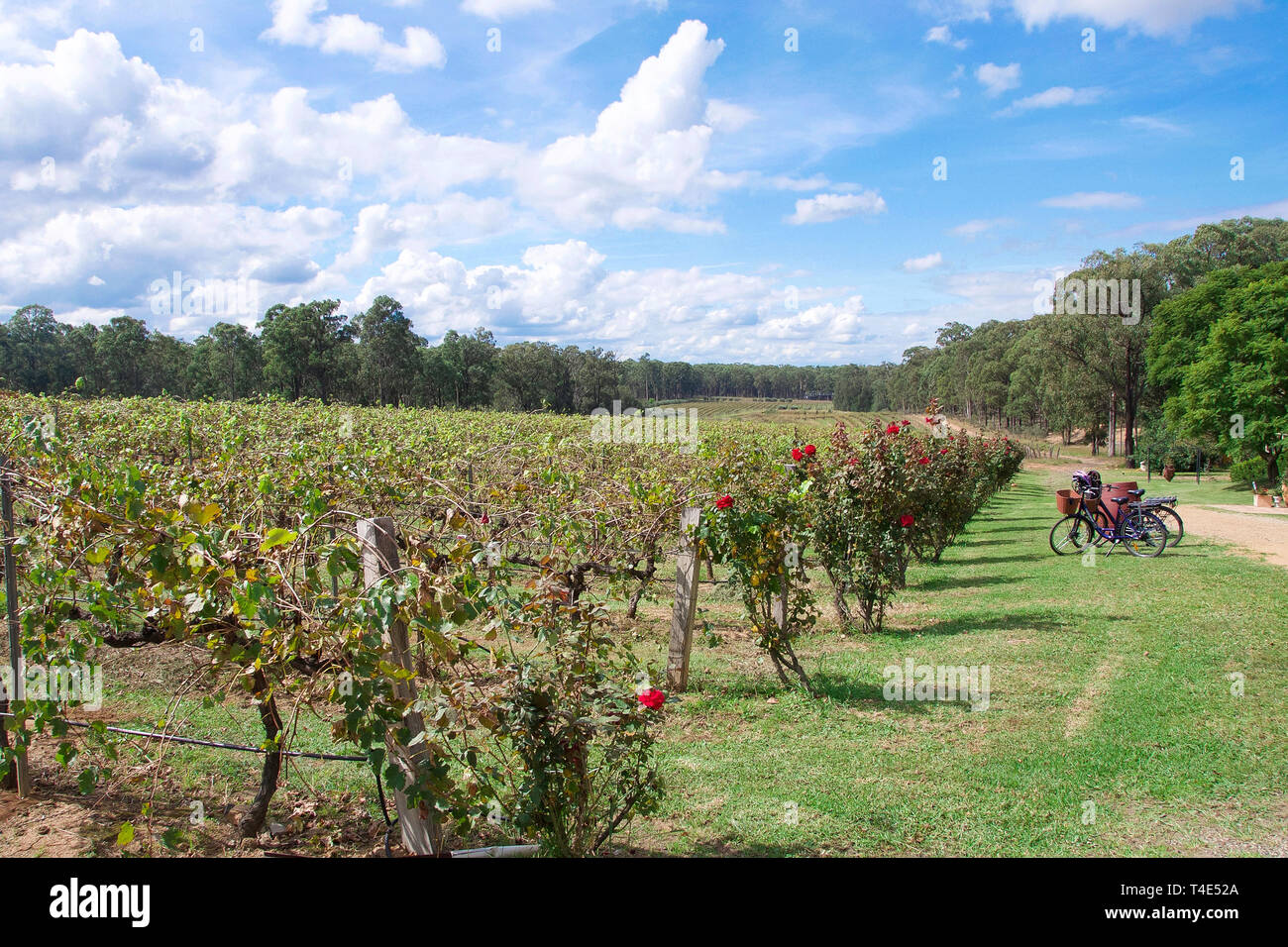 Hunter valley vineyard new south wales hi-res stock photography and ...