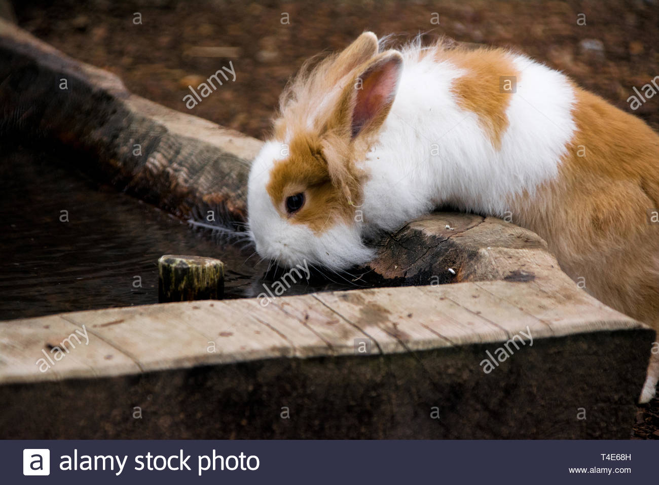 Water Rabbit Stock Photos & Water Rabbit Stock Images - Alamy