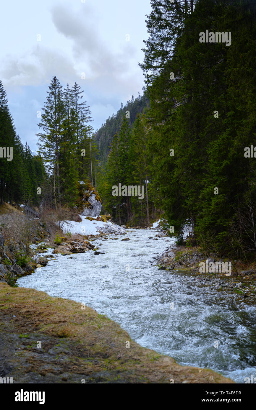 white water mountain stream with melt water in the forest, vertical ...