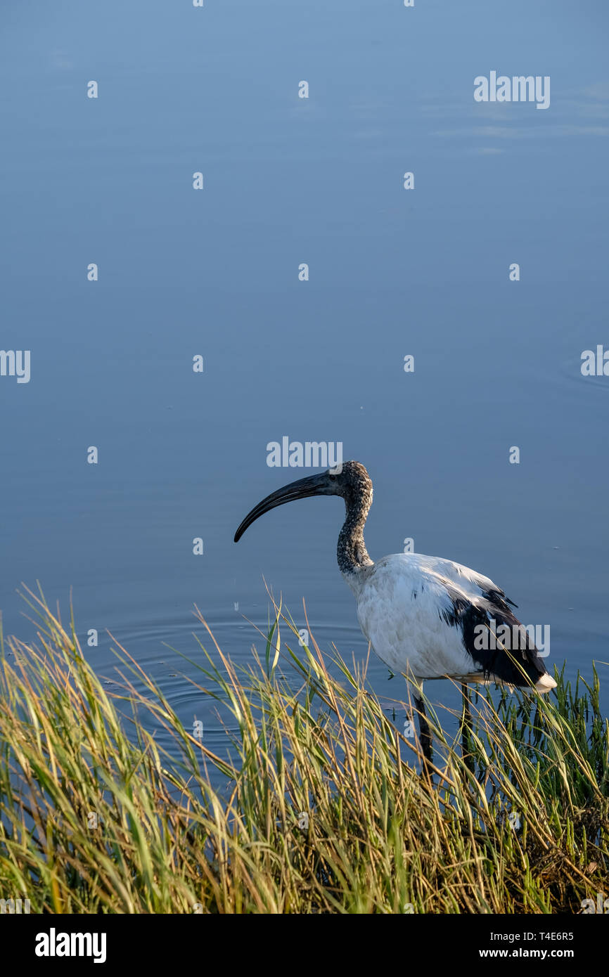 African Sacred ibis, wading bird, photographed in Knysna lagoon, Garden ...