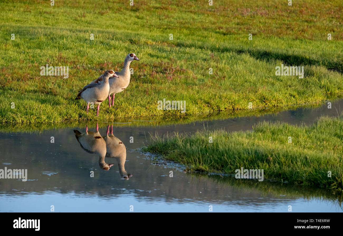 Birds in the lagoon in the late afternoon, photographed at Knysna ...