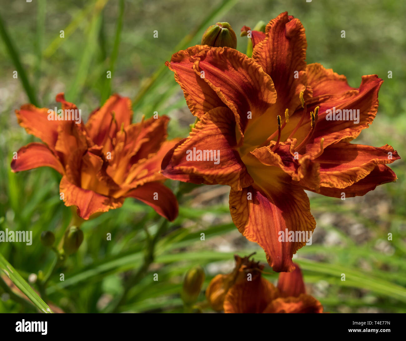 Orange lilies hi-res stock photography and images - Alamy
