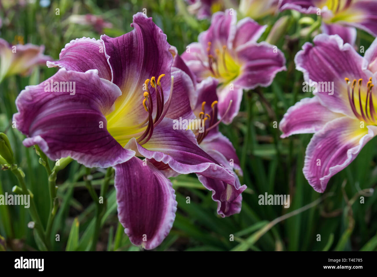 Purple And Yellow Lily