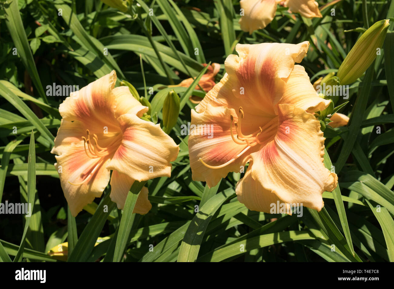 Closeup lilies hi-res stock photography and images - Alamy