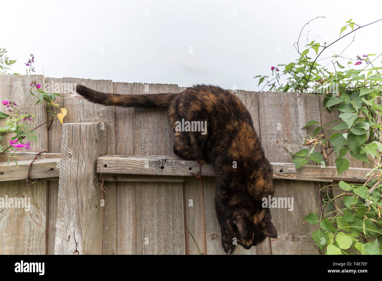 Cat Jumping From Fence High Resolution Stock Photography and Images - Alamy