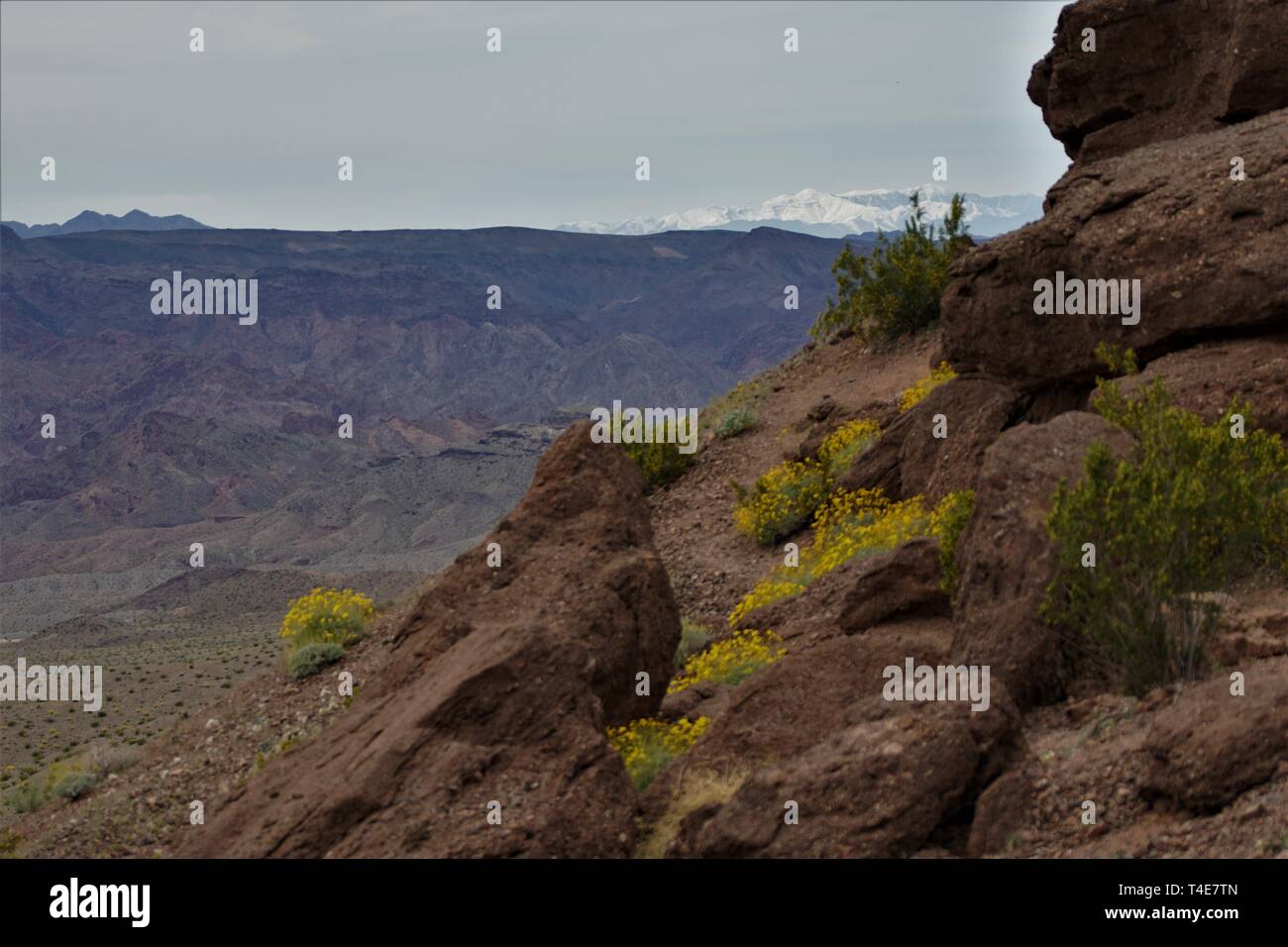 Desert blooms after spring rains in the Arizona desert Stock Photo - Alamy