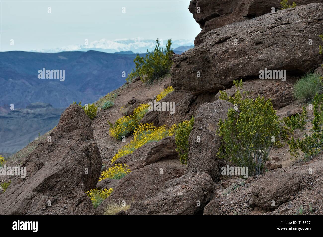Desert blooms after spring rains in the Arizona desert Stock Photo - Alamy