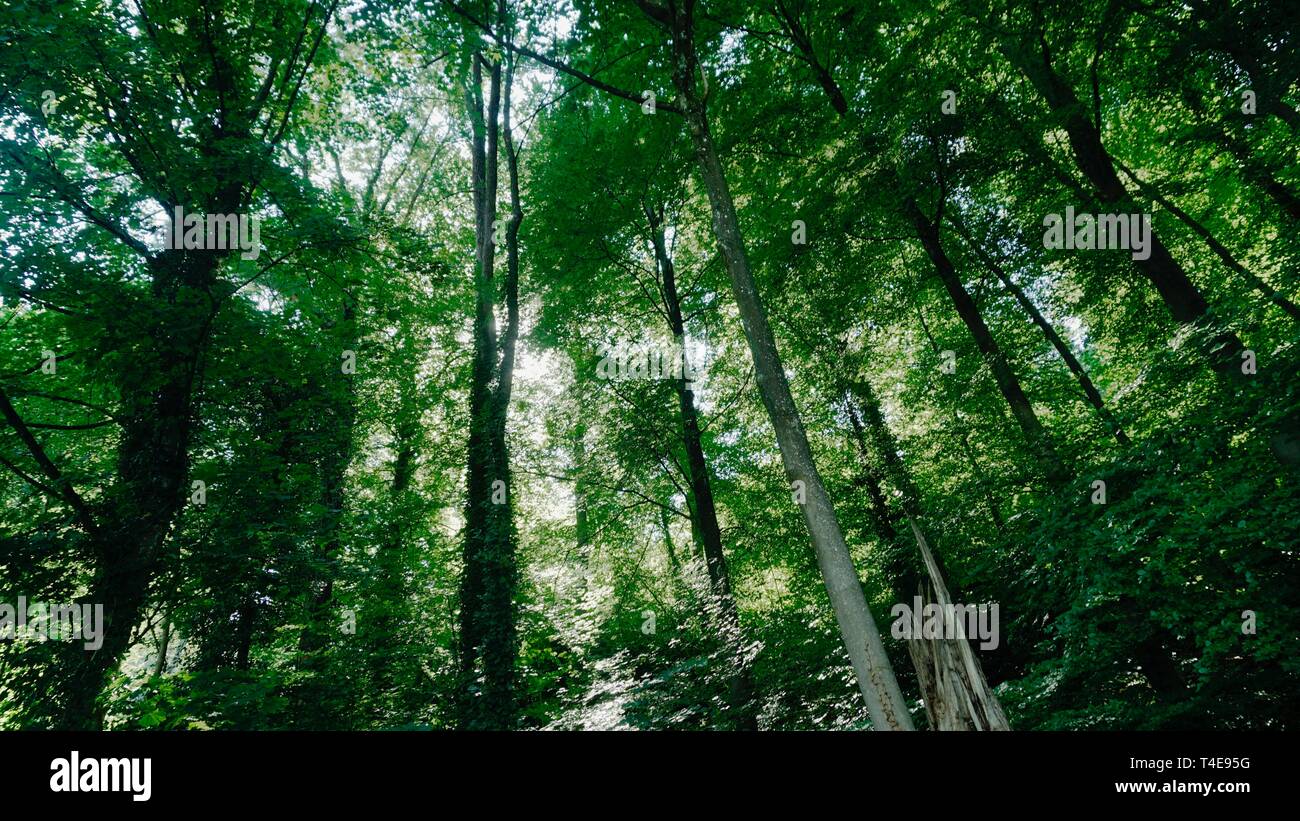Tree Forest in the Bärengraben Park, Bern, Switzerland, Europe Stock ...