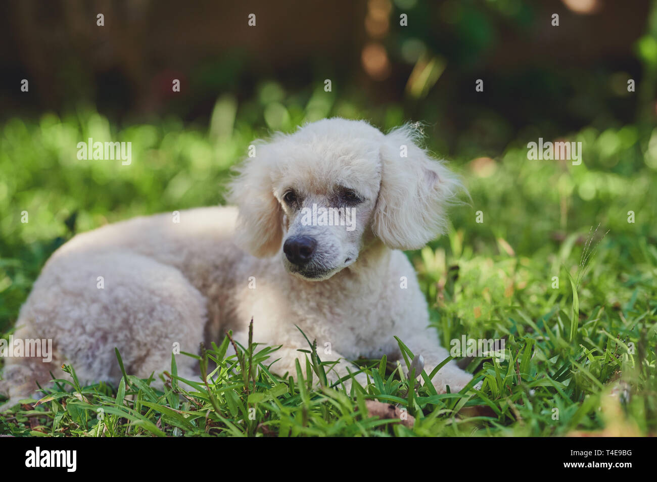 White poodle dog lay on grass in house backyard Stock Photo - Alamy