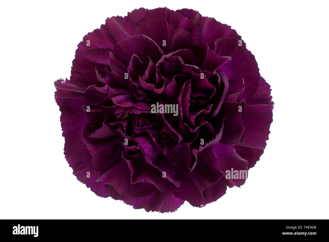 Purple carnation flower head isolated on white background Stock Photo ...