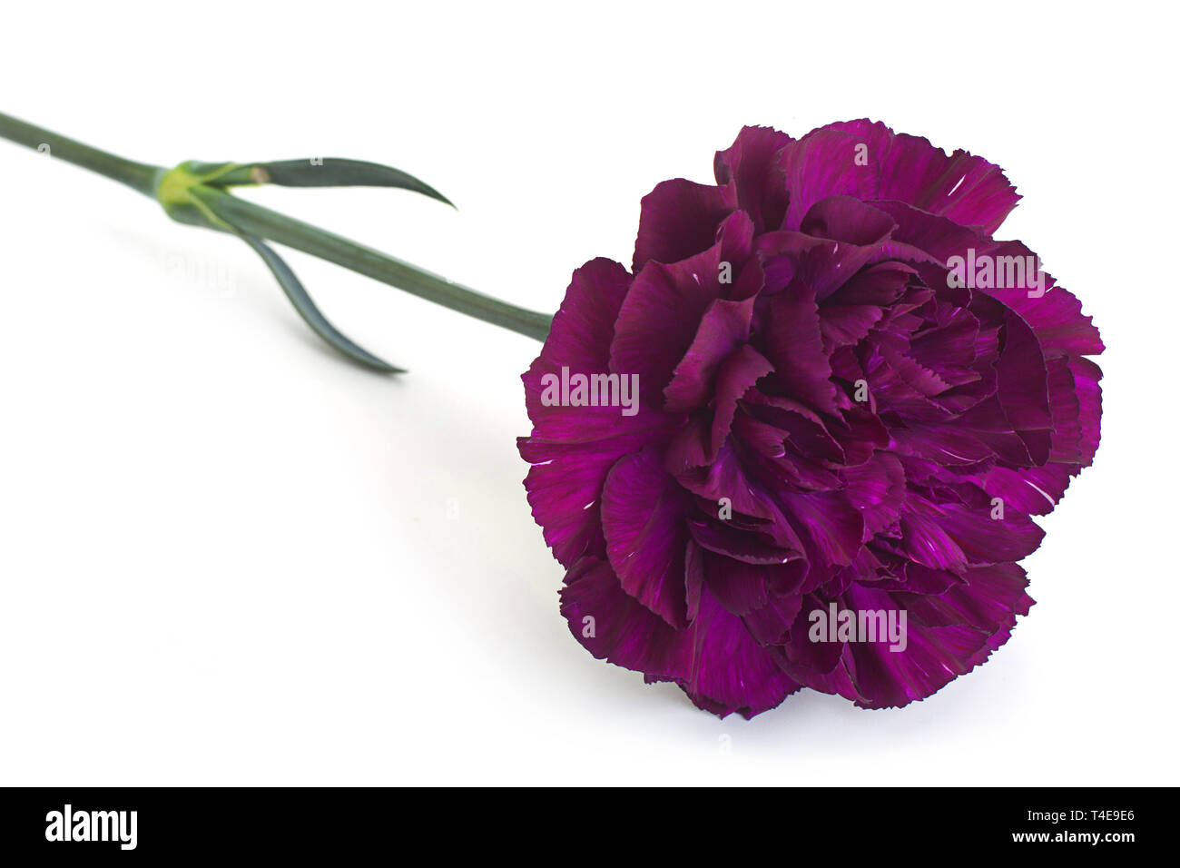 Purple carnation flower head isolated on white background Stock Photo ...