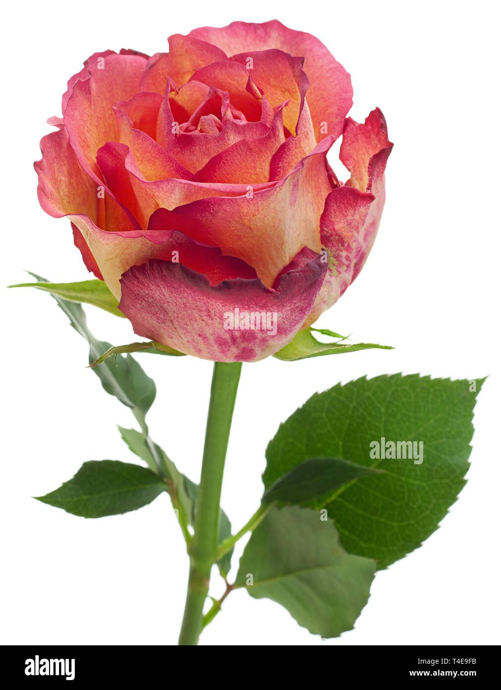 Rose flower head isolated on white background Stock Photo - Alamy