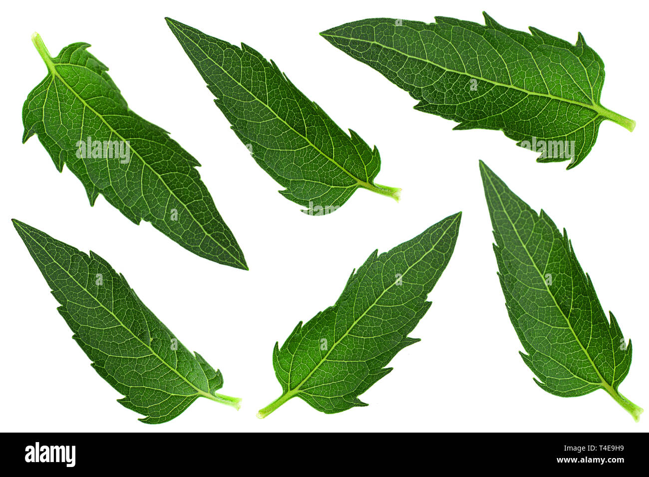 Daisy leaf closeup set isolated on white background Stock Photo - Alamy